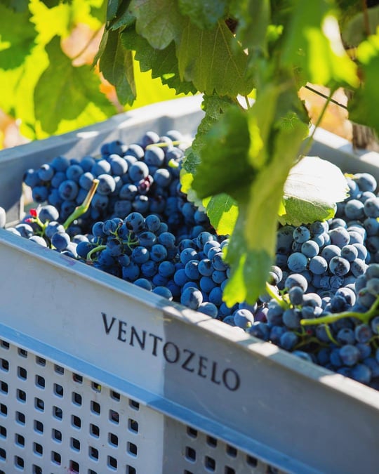 Explore the Douro Valley at its Best in Quinta De Ventozelo