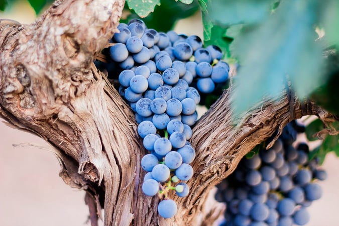A List of Portuguese Grape Varieties