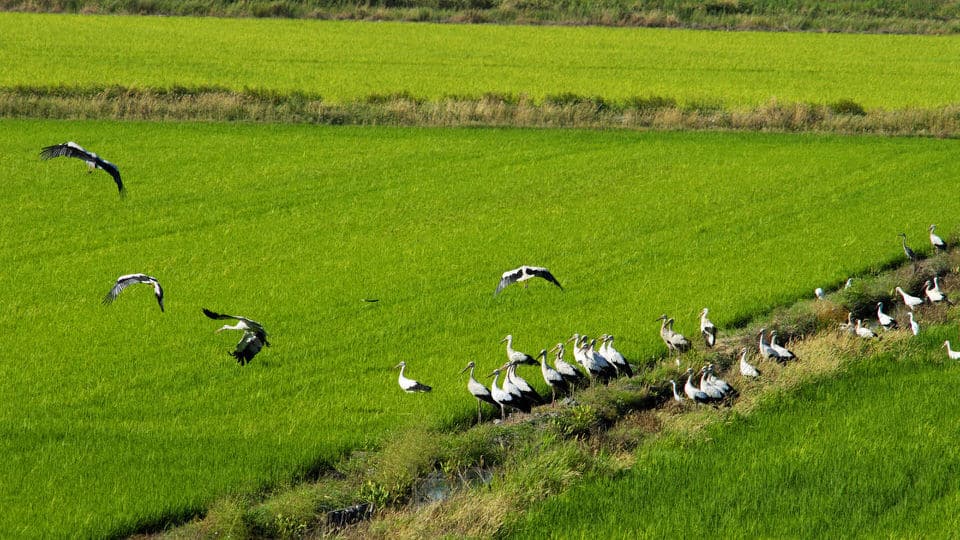 Explore the Hidden Gems of Comporta in Portugal